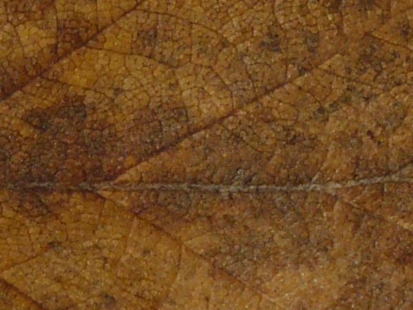 texture 0050 - Texturelib